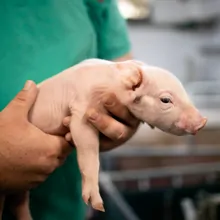 Traumatic Brain Injury | The Scientist