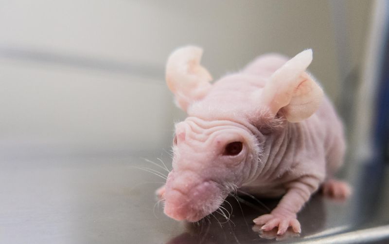 Brush Up: Humanized Mice: More than the Sum of Their Parts | The Scientist