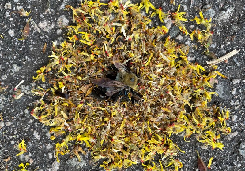 Science Snapshot: One Insect’s Corpse Is Another’s Breakfast | The ...