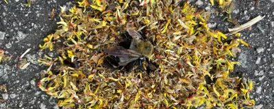 Science Snapshot: One Insect’s Corpse Is Another’s Breakfast | The ...