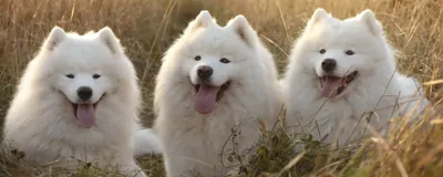 Dog Ancestry Provides Clues to Ancient Human Activities | The Scientist