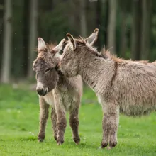 Donkeys | The Scientist