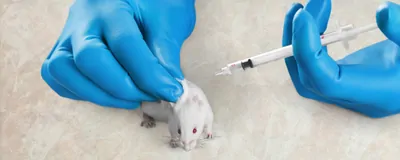 Sex of Researcher Influences Ketamine’s Effects in Mice: Study | The ...