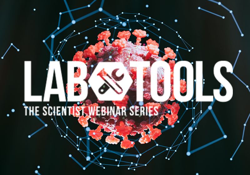 Exploring the SARS-CoV-2 Outer Cell Surface: Lessons in Innate and ...