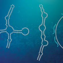 Infographic | The Scientist