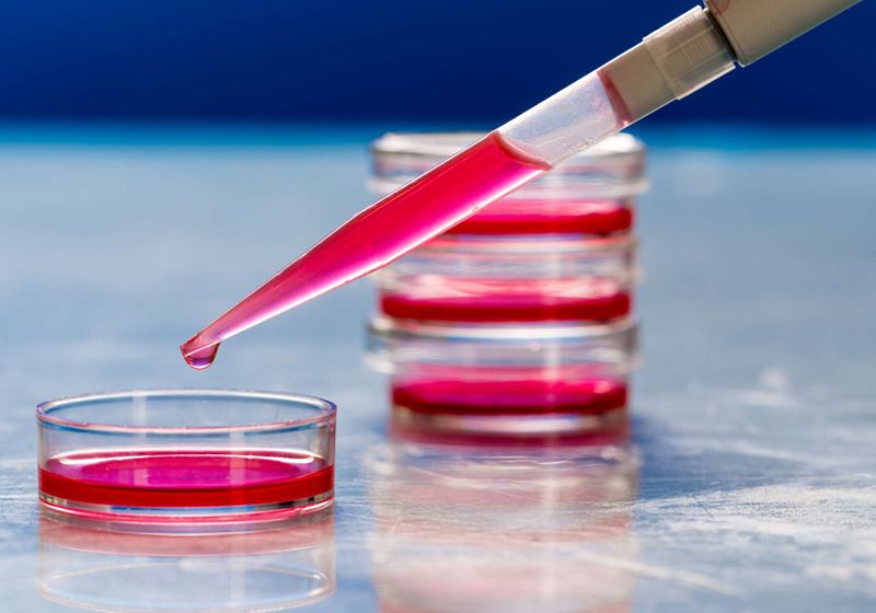 Greater Insights Through Live Cell Label-Free Imaging | The Scientist