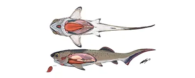 Researchers Visualize Heart From 380-Million-Year-Old Fish | The Scientist