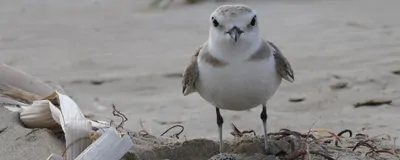 Avian Deception More Widespread Than Previously Thought | The Scientist