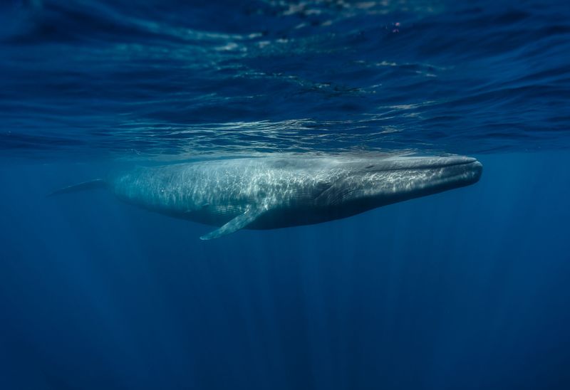 The Evolutionary Shaping of Modern Whales | The Scientist