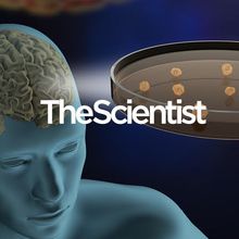 Myosin, Neuroscience News, Articles | The Scientist Magazine®