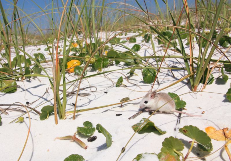 Are We In the Midst of a Silent Mass Extinction? | The Scientist