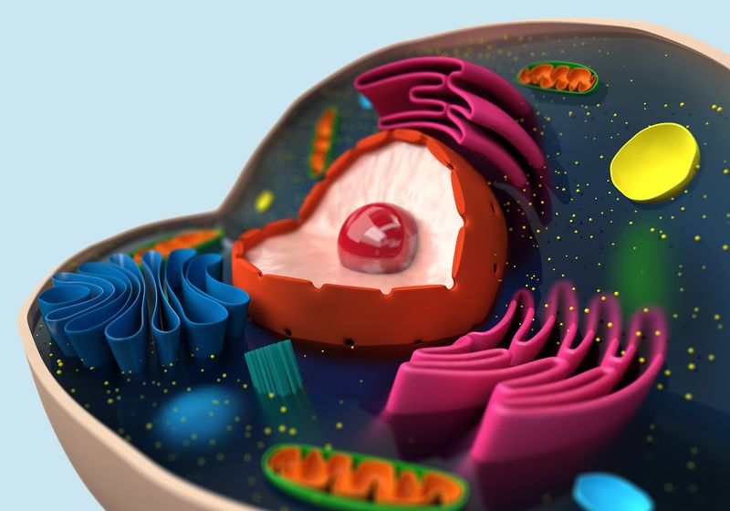 The Long and Winding Road to Eukaryotic Cells | The Scientist