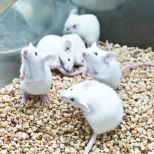 Mice | The Scientist