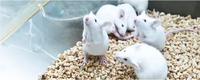 Different Genes Influence Lifespan in Male and Female Mice | The Scientist