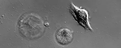 Science Snapshot: Living Bubble Wrap | The Scientist