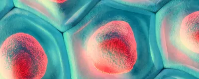 Realizing the Potential of Spatial Biology for a Noncanonical Model ...