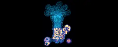 Ancient Immunoglobulin Genes Help Cnidarians Decide to Fight or Fuse ...