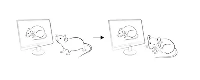 Specialized Brain Circuit Makes Mice Itchy When They See Others Scratch ...