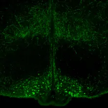 Hypothalamus | The Scientist
