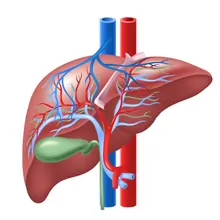 Microbes | The Scientist