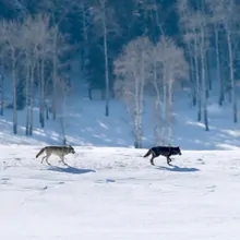 Natural Selection | The Scientist