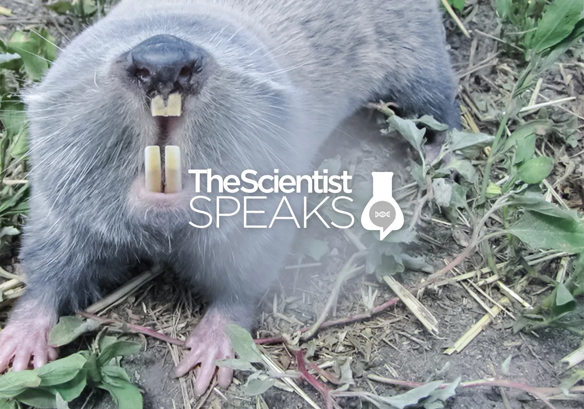 Naked Mole-rats | The Scientist