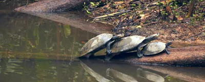 Turtle Vocalizations Reframe Origins of Auditory Communication | The ...