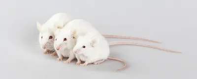 High-Fat Diet in Mice Affects Social Behavior Across Generations | The ...