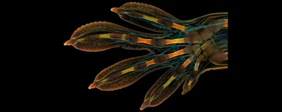 Science Snapshot: Show of Hands | The Scientist