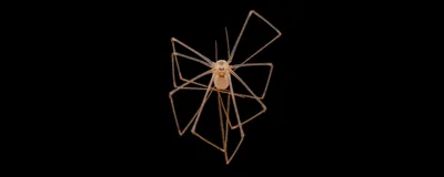 Science Snapshot: Legs for Days | The Scientist