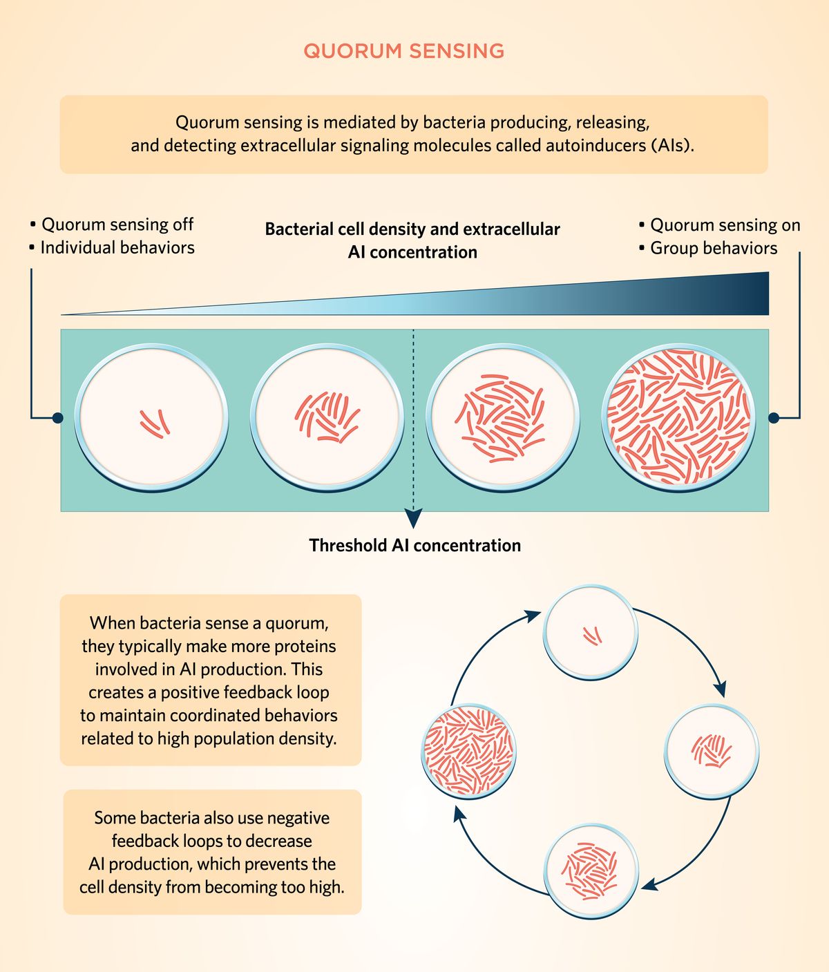 Brush Up Quorum Sensing In Bacteria And Beyond The Scientist Magazine Brush Up Quorum Sensing In Bacteria And Beyond The Scientist Magazine