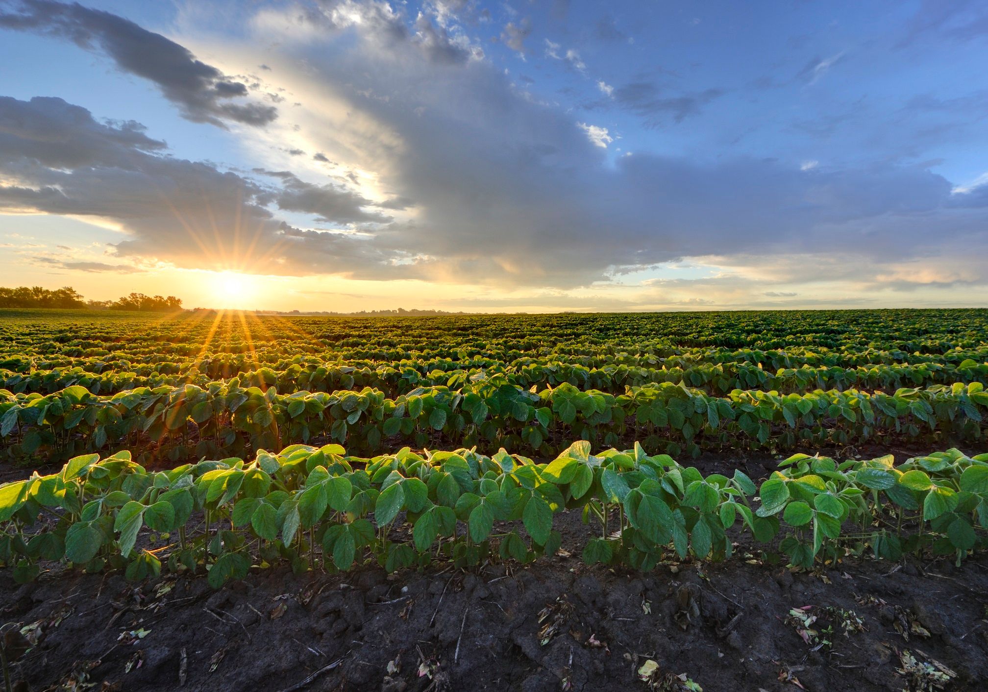 Importance Of Plant Physiology In Agriculture What Is The Importance Importance Of Plant Physiology In Agriculture What Is The Importance
