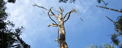 Certain Tree Species Are More Susceptible to Death by Lightning | The ...