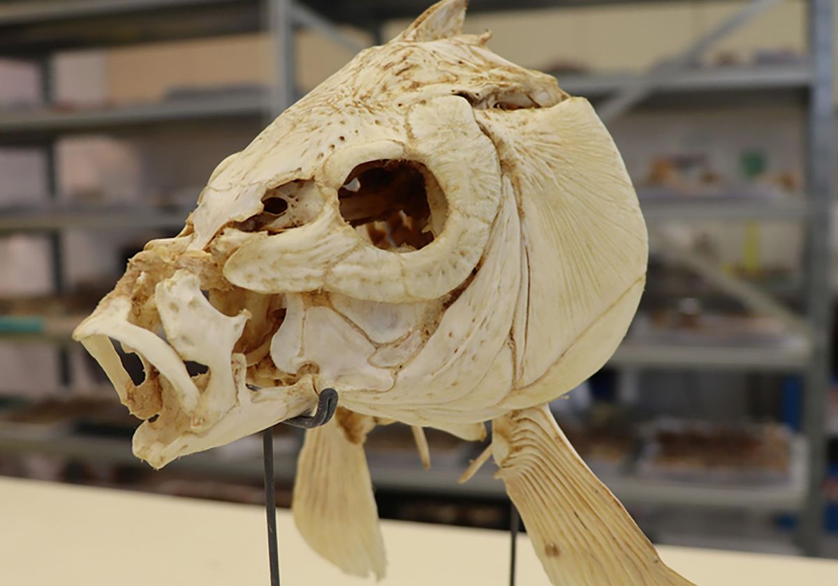 Fish Skull Identification