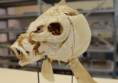 Paleoanthropology | The Scientist