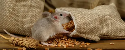 Mice Fed a Highly Processed Diet Are More Susceptible to the Flu | The ...