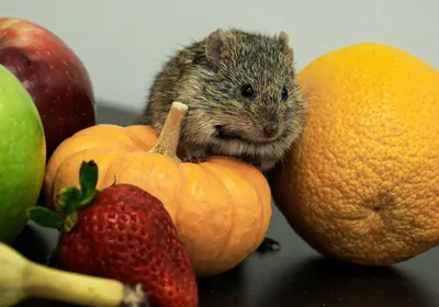 Rats | The Scientist