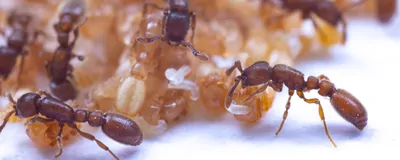 Ant Pupae Feed Adults, Larvae with Secreted Liquid | The Scientist