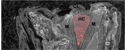 Snakes Have Clitorises After All, Study Finds | The Scientist