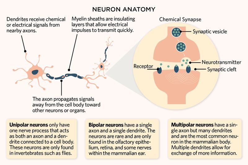 Neuron Dendrite