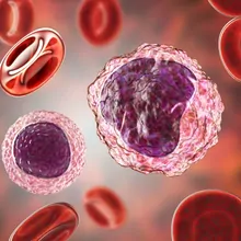 PBMCs: Mononucleated and Multipurposed | The Scientist