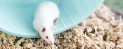 Mice With a Healthy Gut Microbiome Are More Motivated to Exercise | The ...