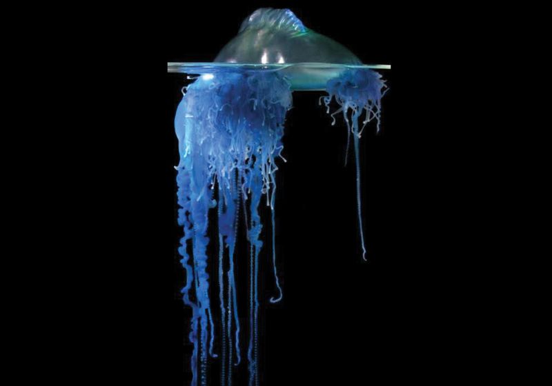 Slideshow: Meet the Neuston, the Diverse Organisms Living at the Ocean ...