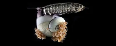 Slideshow: Meet the Neuston, the Diverse Organisms Living at the Ocean ...