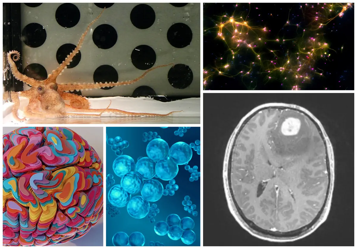 Animal Cognition | The Scientist