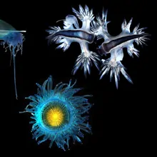 Neuston: Living Among Plastic Debris in the Open Ocean | The Scientist