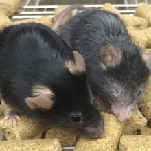 Mouse Model | The Scientist