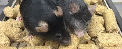 Epigenetic Manipulations Can Accelerate or Reverse Aging in Mice | The ...