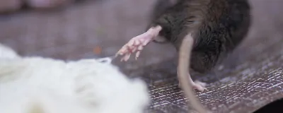 Scientists Discover New “Superfast” Muscle Fibers in Mouse Limbs | The ...