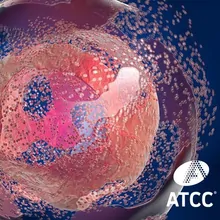 Programmed Cell Death Pathways | The Scientist